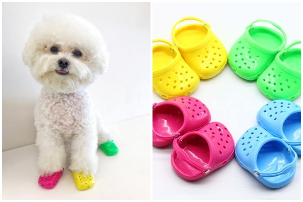 FYI You Can Now Buy Crocs For Your Dog | Stellar