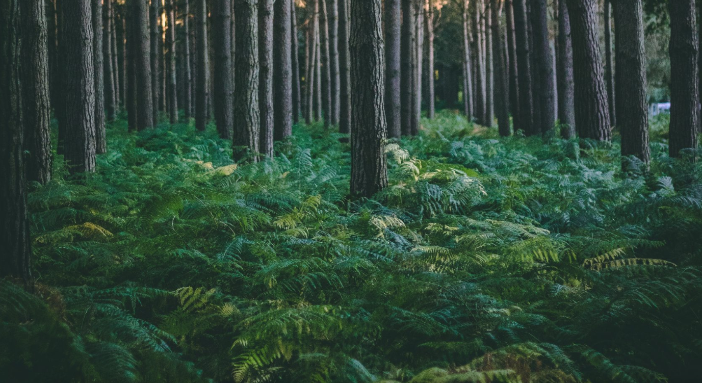 Why Everyone Should Dip Their Toe Into Forest Bathing | Stellar